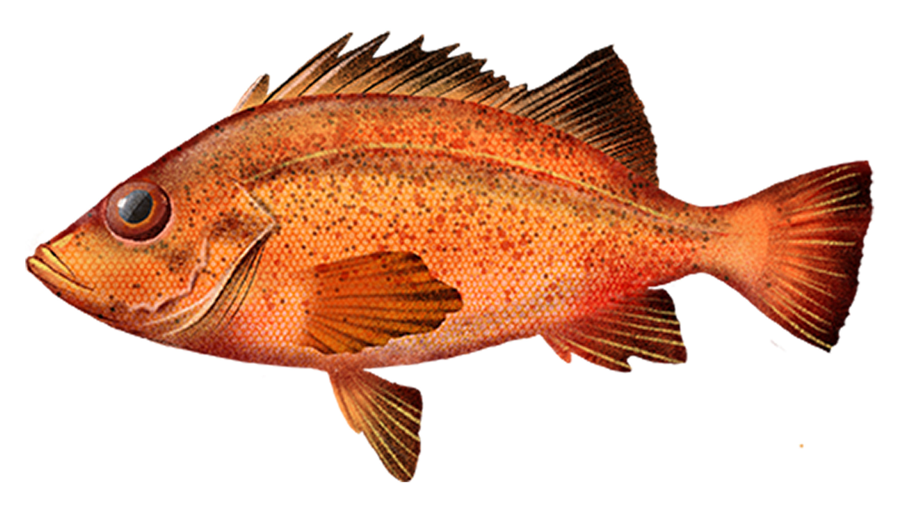 2023 Rockfish Season Opener Need To Know - Melton Tackle